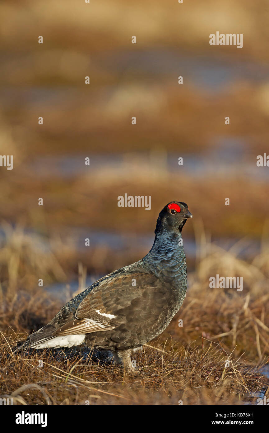 Black Grouse (Tetrao tetrix) male standing in moorland, Sweden, Hamra ...