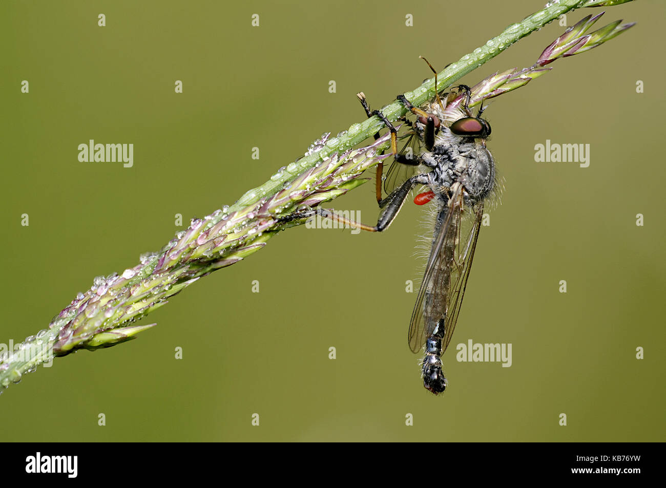 Devon Red-legged Robberfly (Pamponerus germanicus) with prey, The ...
