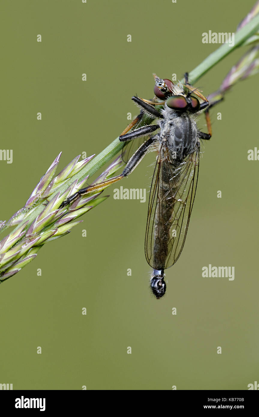Devon Red-legged Robberfly (Pamponerus germanicus) with prey, The ...
