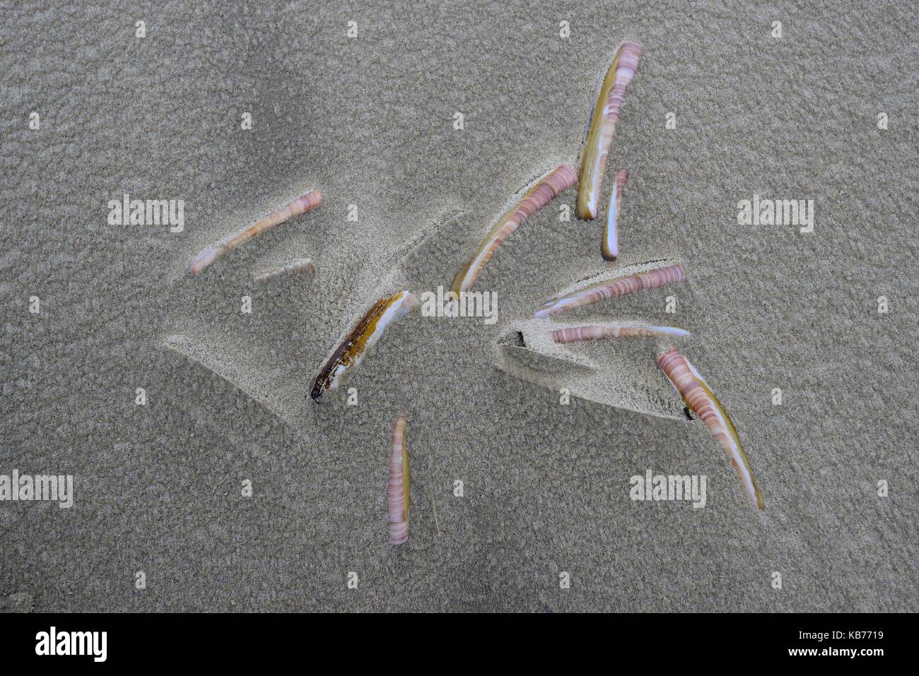 Sword Razor shells (Ensis ensis) on a beach, The Netherlands, Friesland ...
