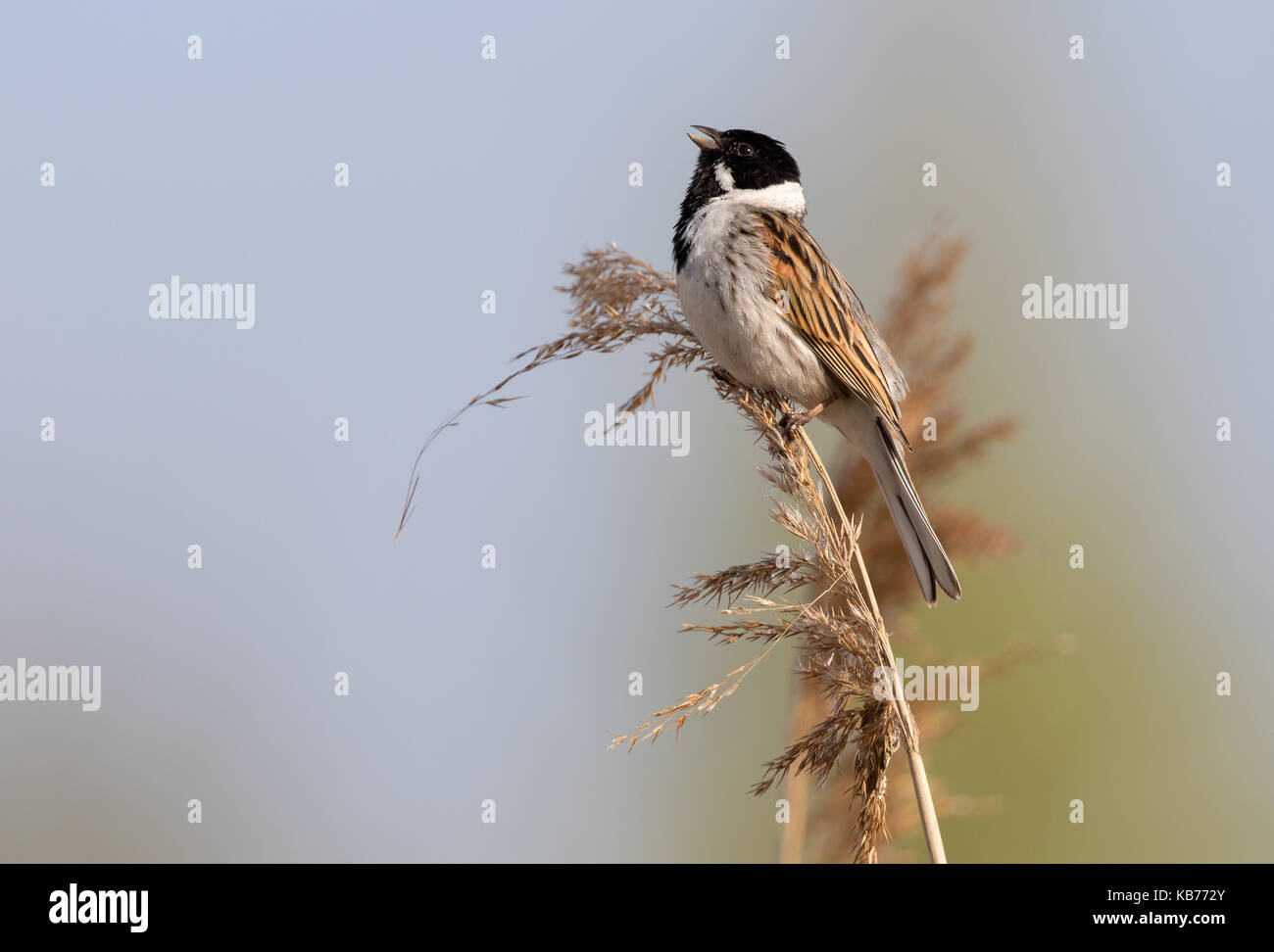 Reed And Stem High Resolution Stock Photography and Images - Alamy