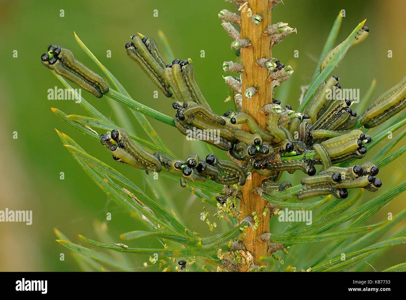 European Pine Sawflies (Neodiprion sertifer) feeding from young ...