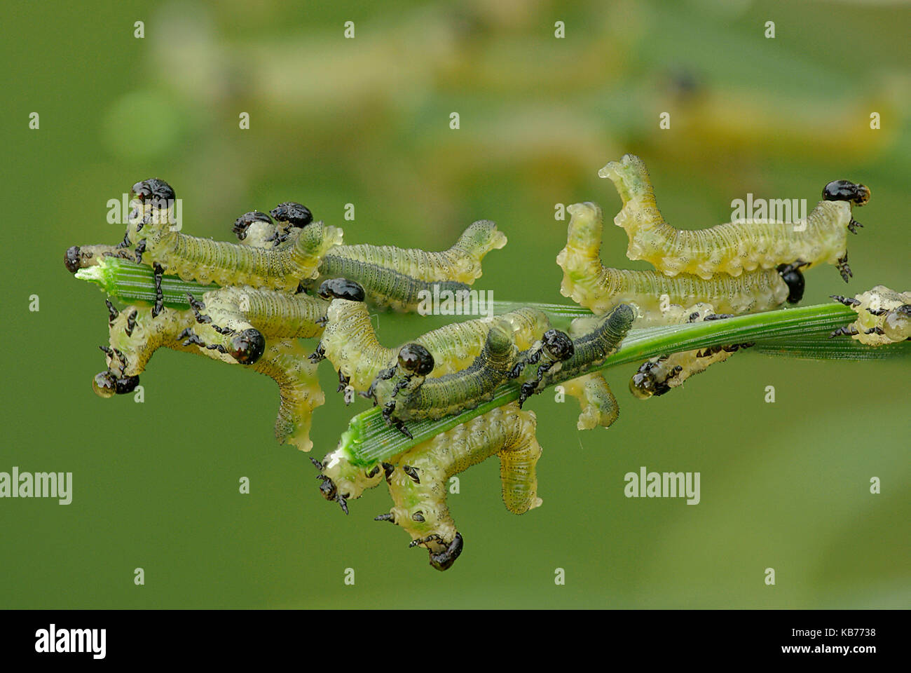 European pine sawflies High Resolution Stock Photography and Images - Alamy