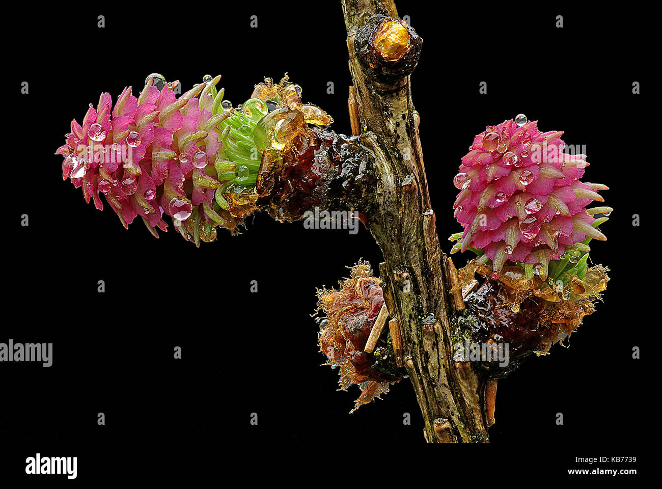 European Larch (Larix decidua) male flowers with raindrops, The ...