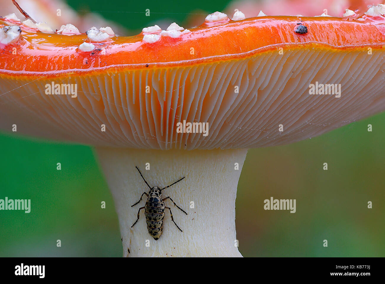 Motted Umber (Erannis defoliaria) female on a Fly Agaric (Amanita ...