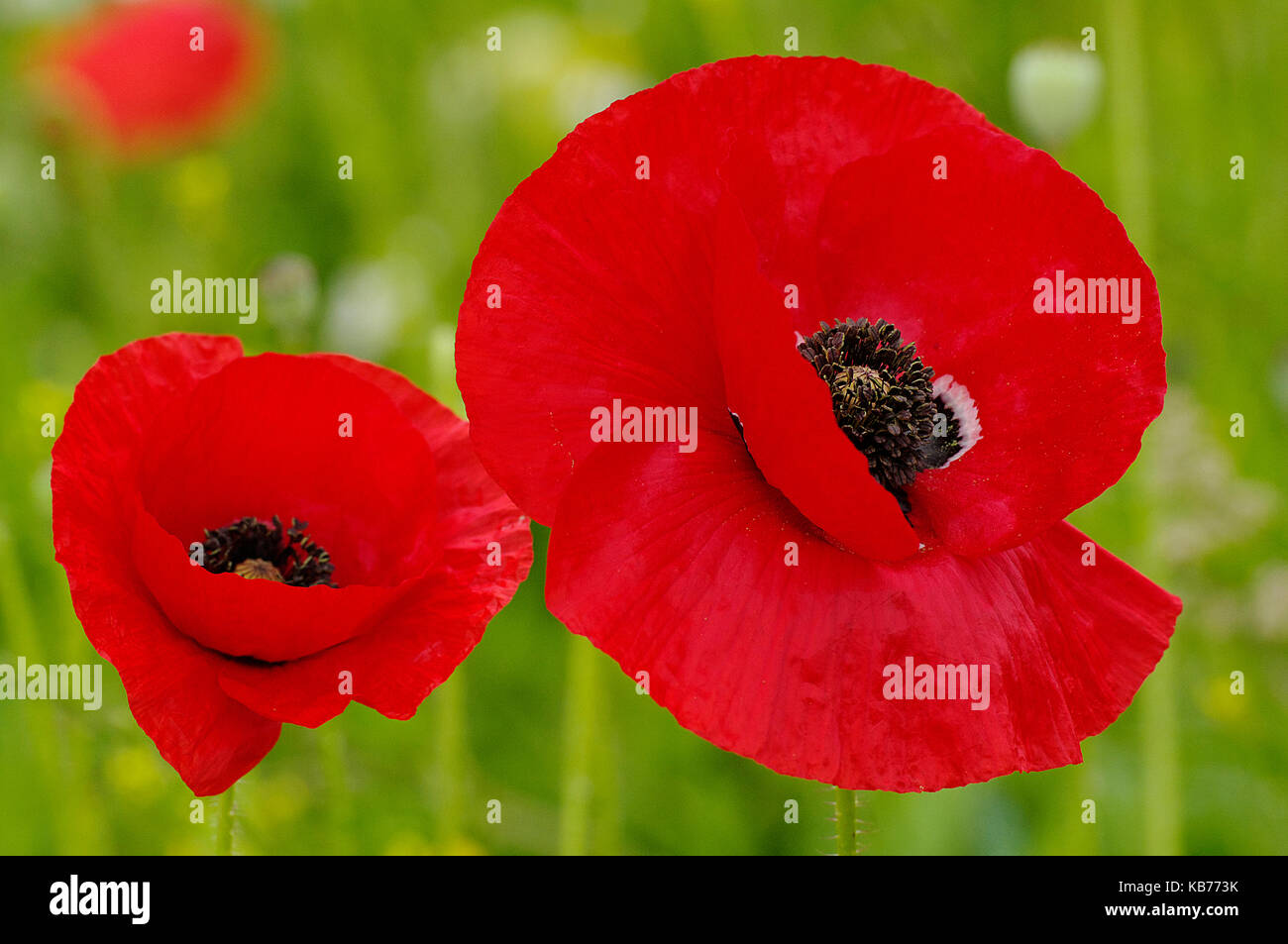 Iranian Poppies (Papaver bracteatum) flowering, The Netherlands ...