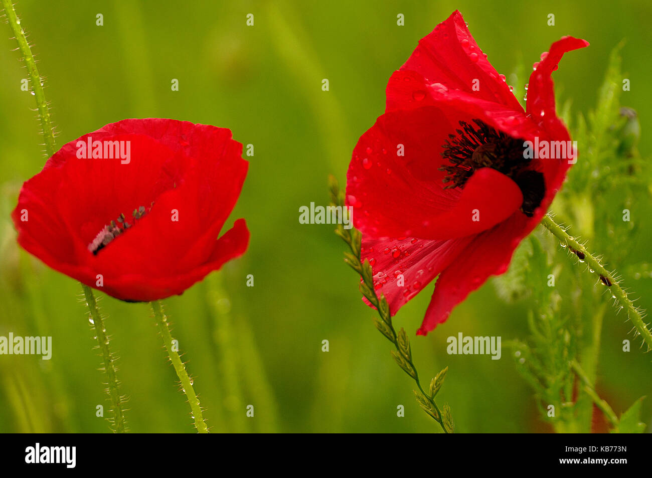 Iranian Poppies (Papaver bracteatum) flowering, The Netherlands ...