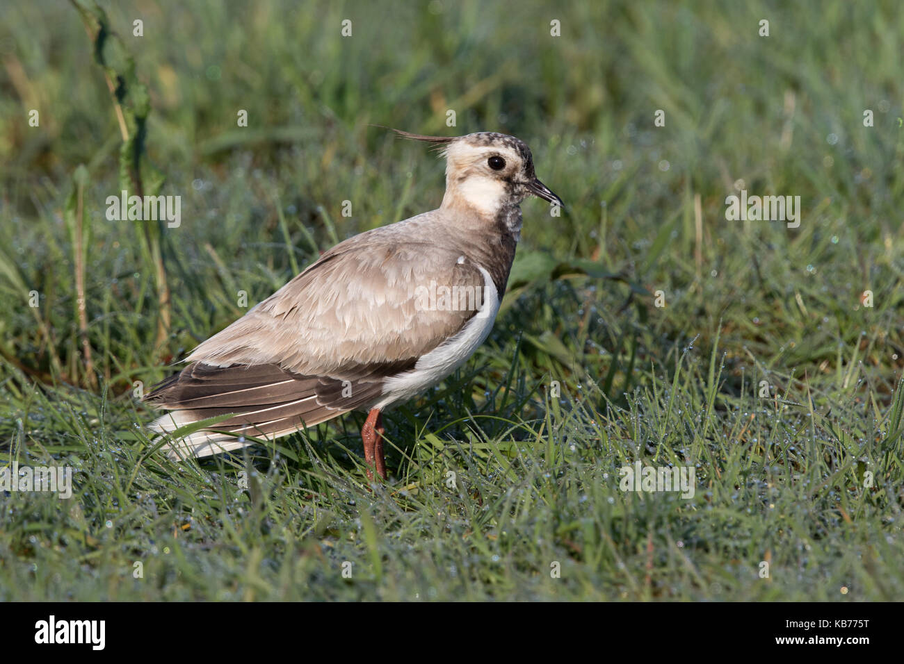 Northern Lapwing (Vanellus vanellus) female in grassland, color ...