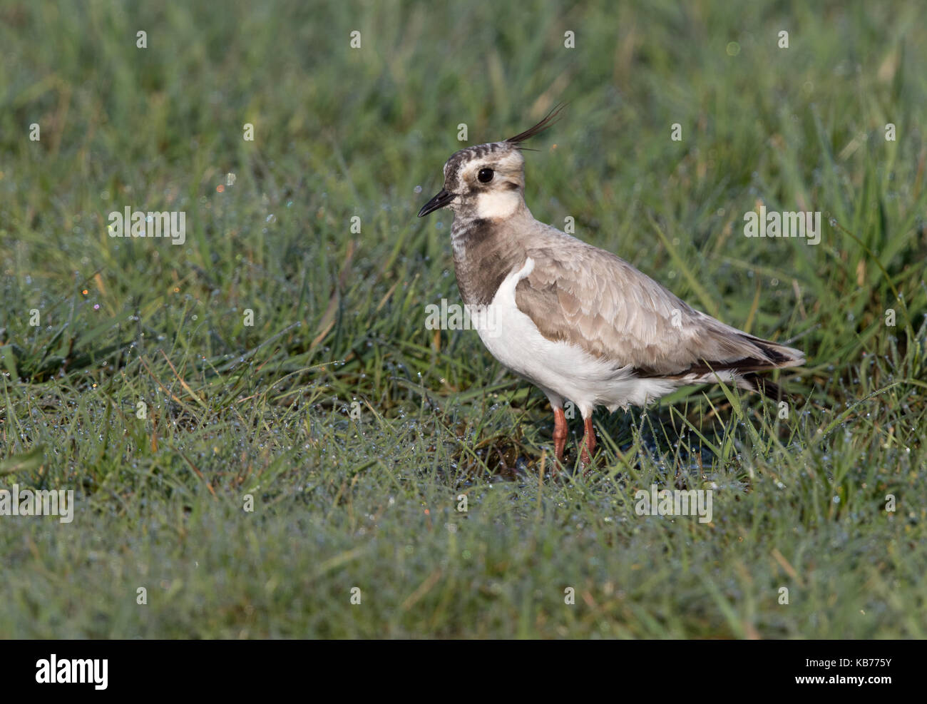 Northern Lapwing (Vanellus vanillas) female in grassland, color ...