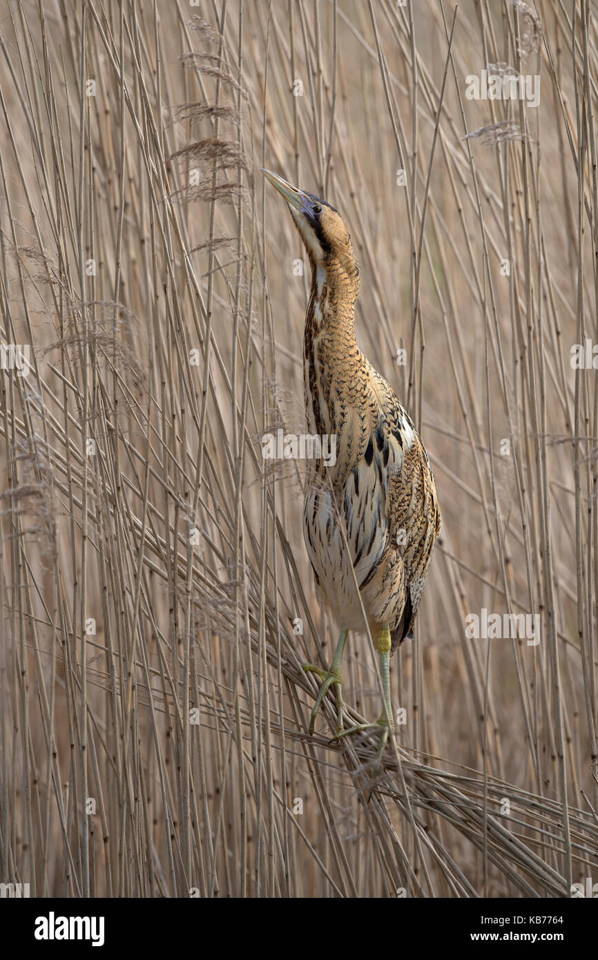 Great Bittern (Botaurus stellaris) perched on top of a couple reed ...