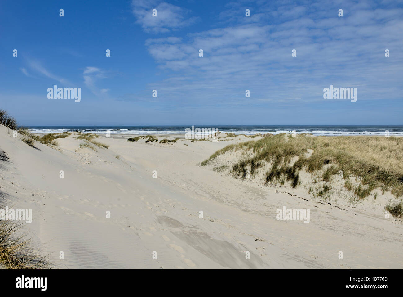 European Beachgrass (Ammophila arenaria) growing on the Boschplaat of ...
