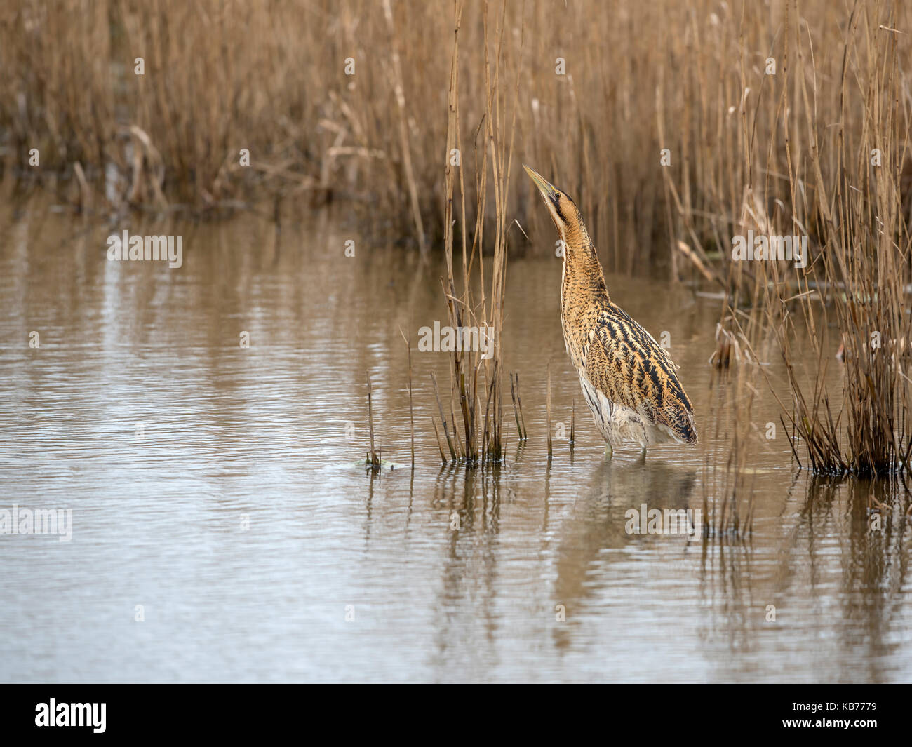 Great Bittern (Botaurus stellaris) standing in a pool next to the reed ...