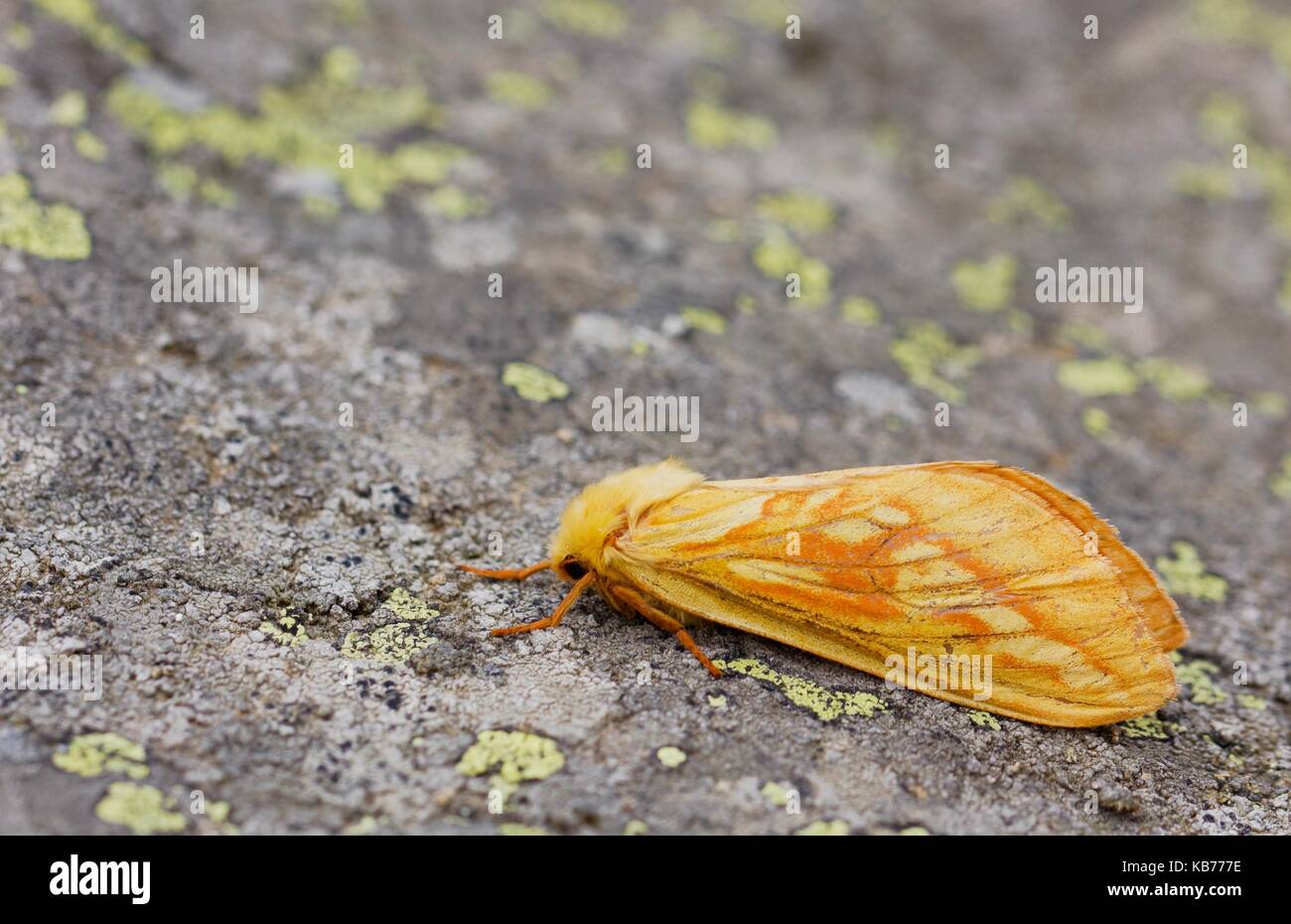 Ghost Moth (Hepialus humuli) female in the French Alps during summer ...