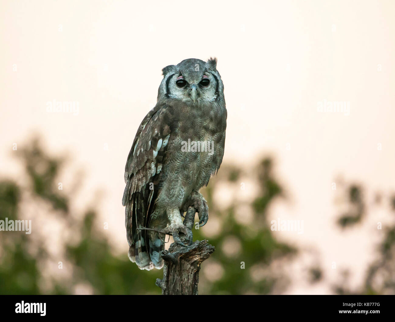 Verreaux's eagle-owl (Bubo lacteus) perched on tree stump at dusk ...