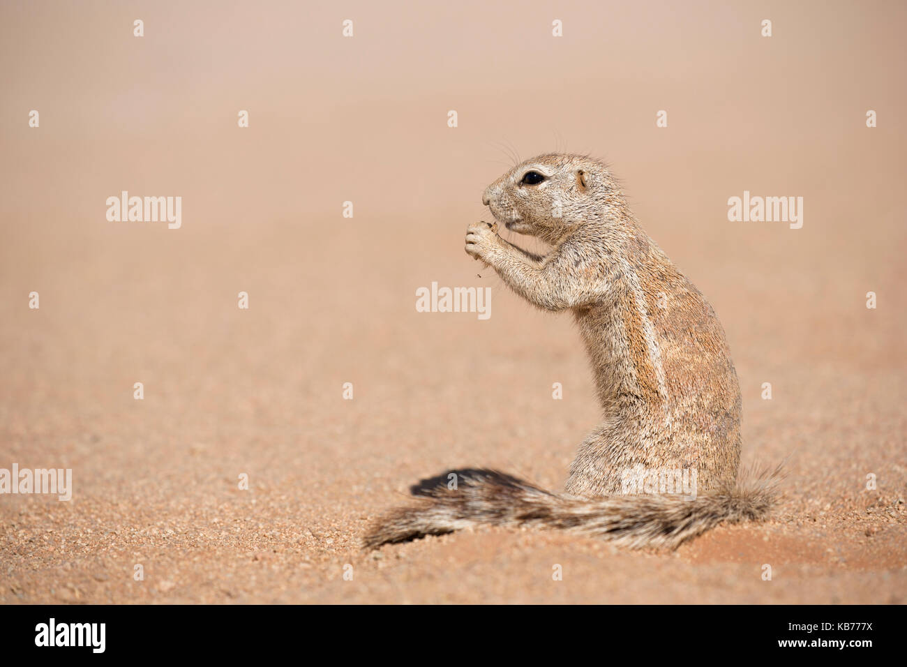 Cape Ground Squirrel (Xerus inauris) sitting upright to raise food to ...