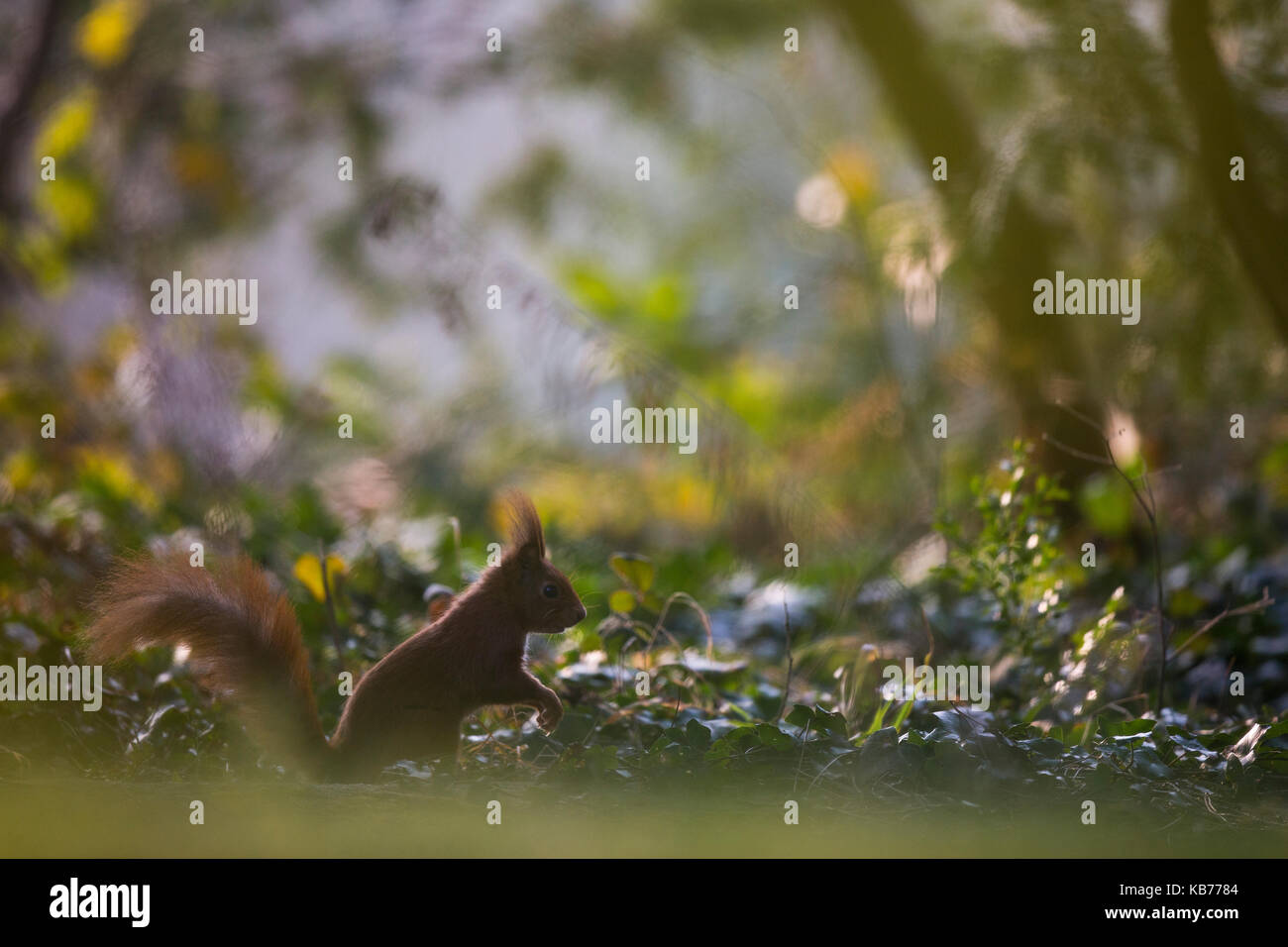Eurasian red squirrel (Sciurus vulgaris) standing, France, Saint Cloud ...