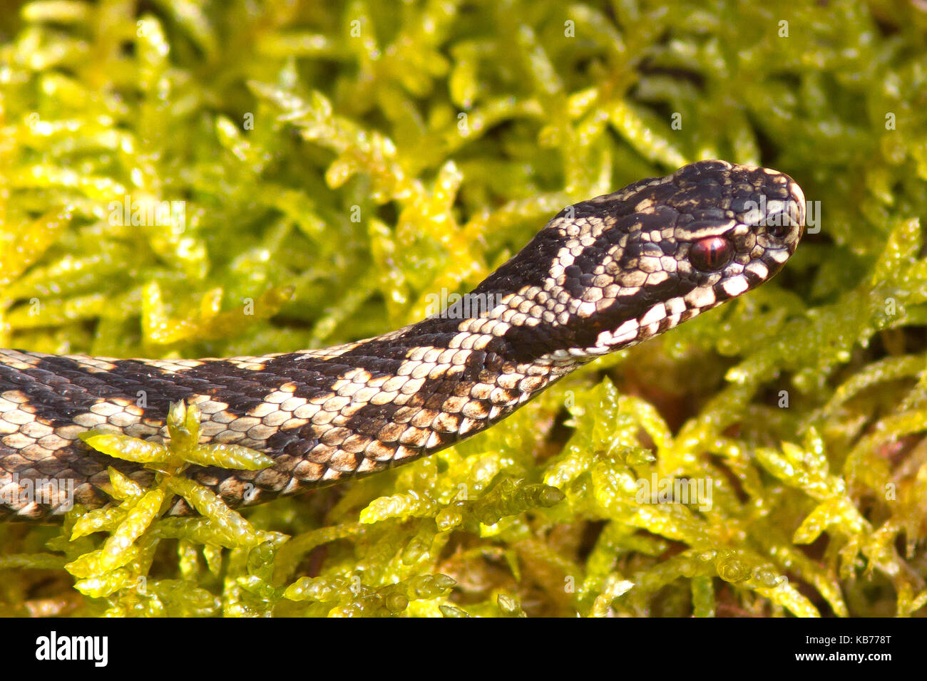 Common European Adder (Vipera berus) close-up, The Netherlands ...