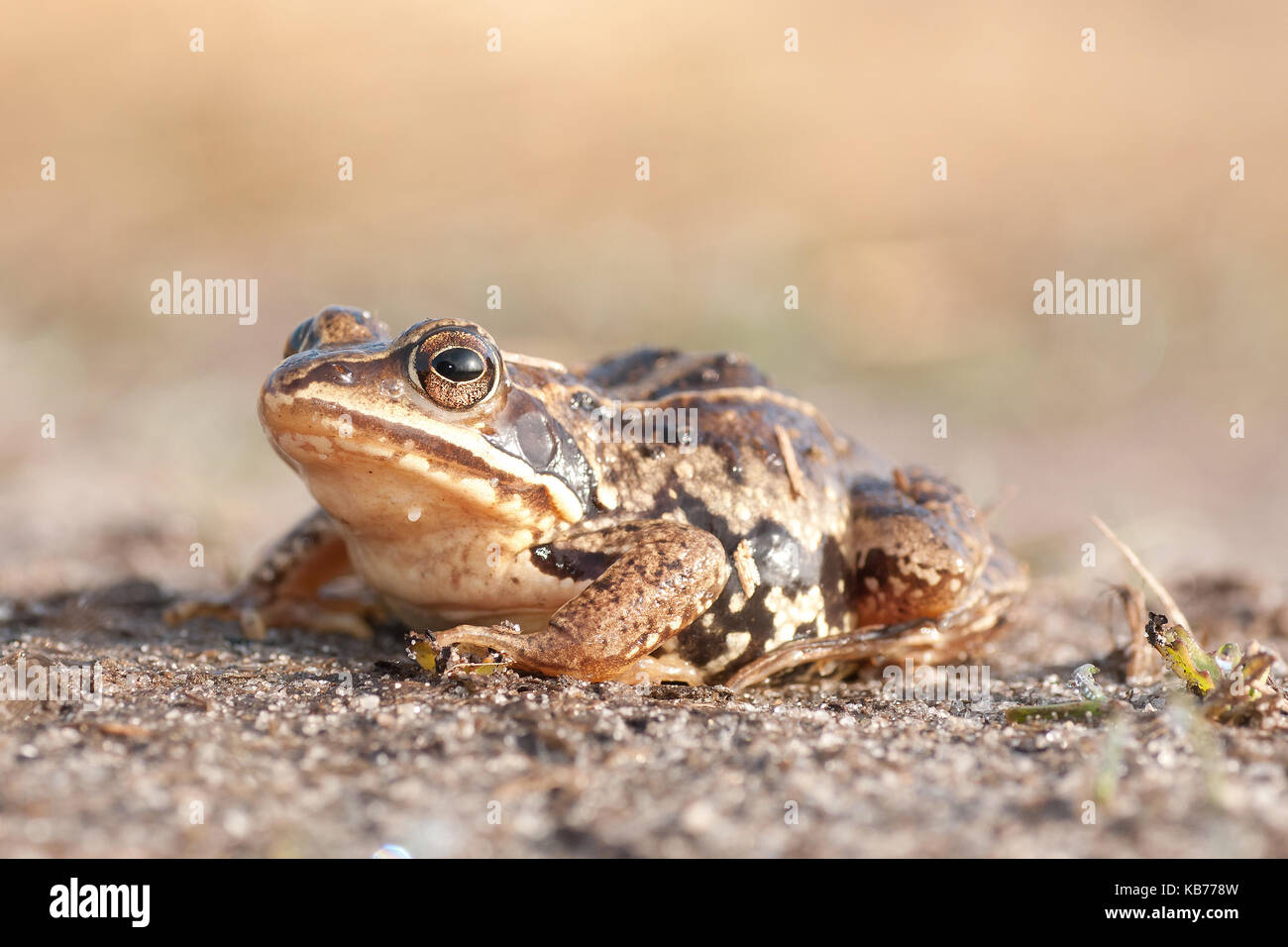 Side view of common frog hi-res stock photography and images - Alamy