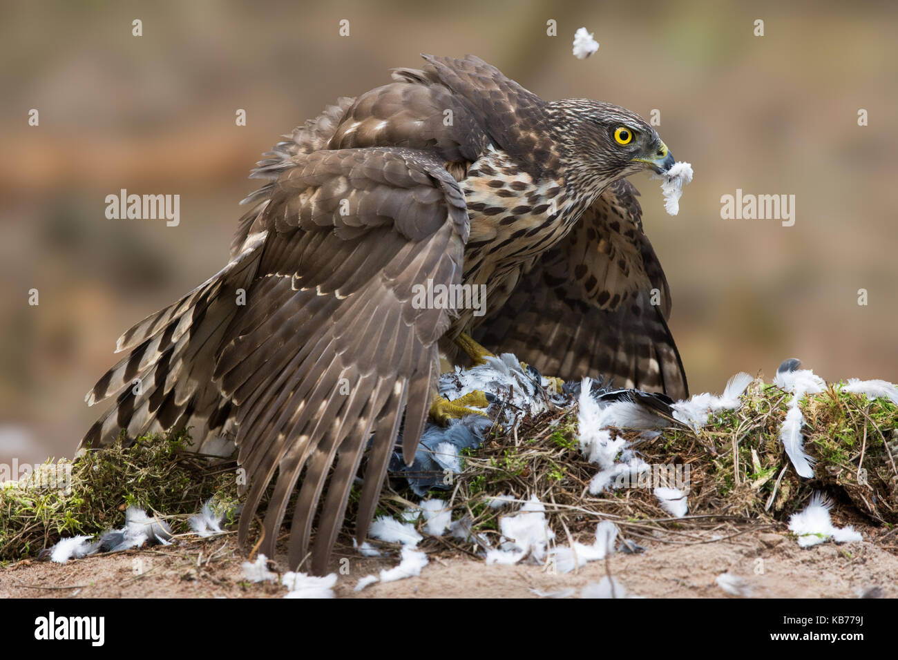 Pigeon hawk hi-res stock photography and images - Alamy