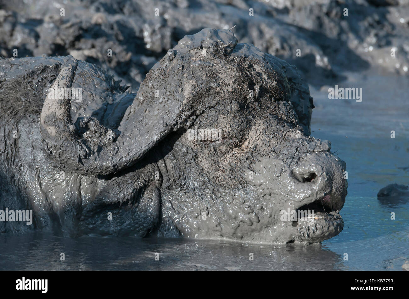 African buffalo (Syncerus caffer) wallowing in a mud pool, South Africa ...