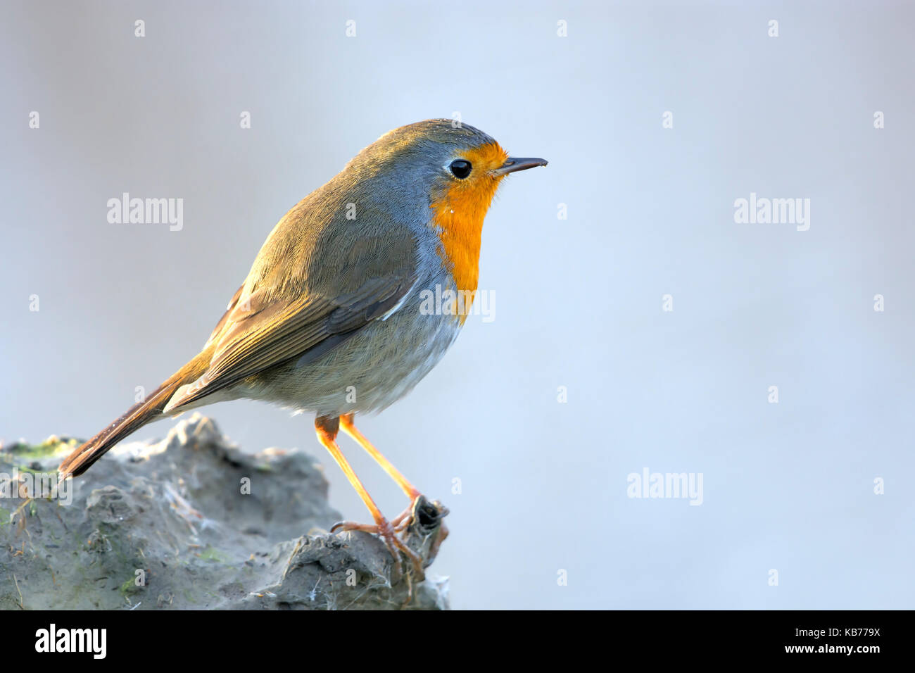Eurasian Robin (Erithacus rubecula) perched in the mud, backlight., The ...