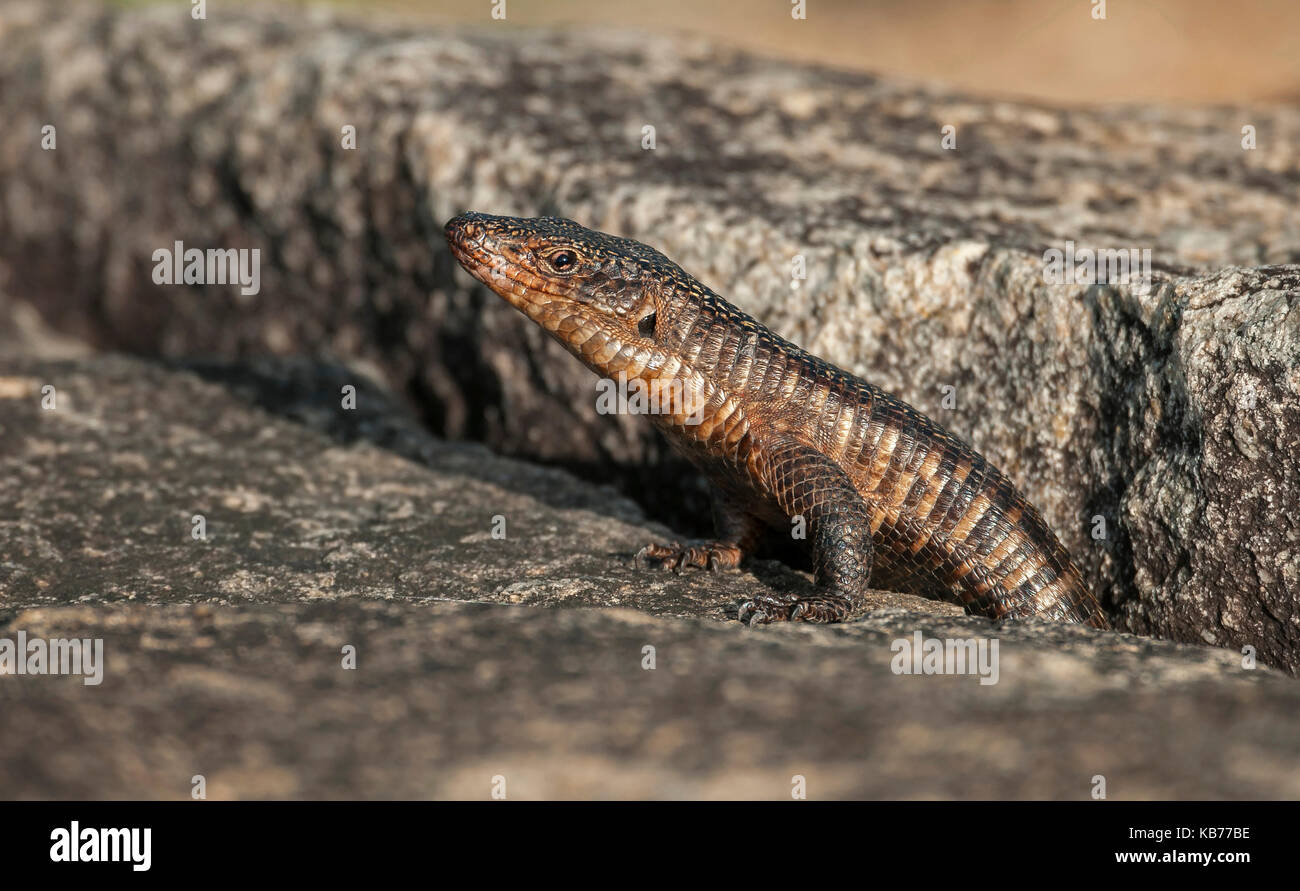 Giant Plated Lizard