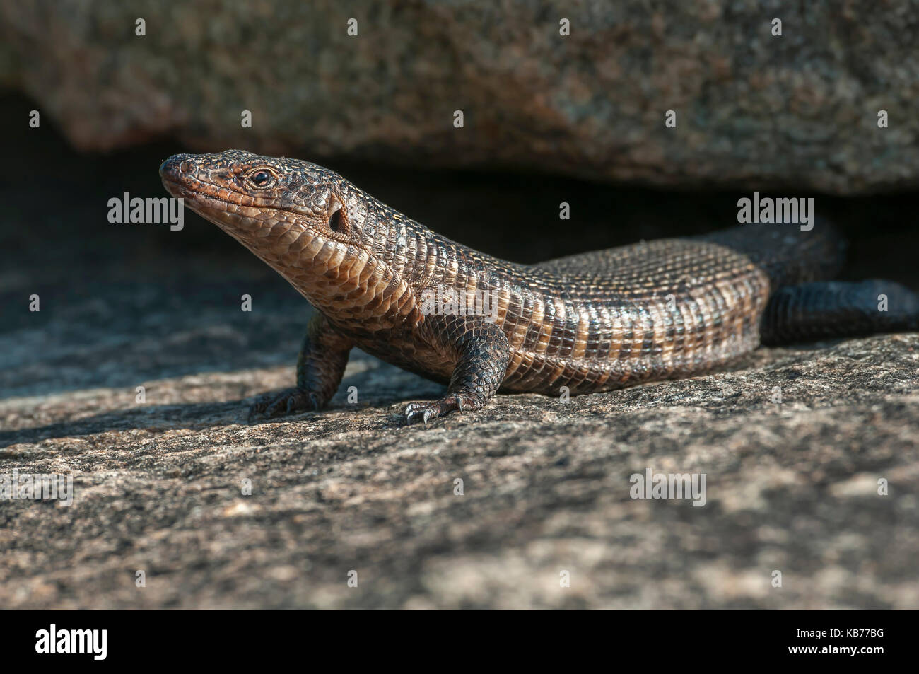 Giant Plated Lizard
