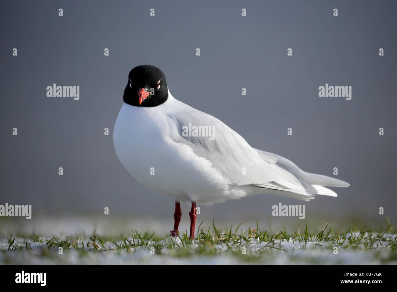 Mediterranean gull (Ichthyaetus melanocephalus) standing, England ...