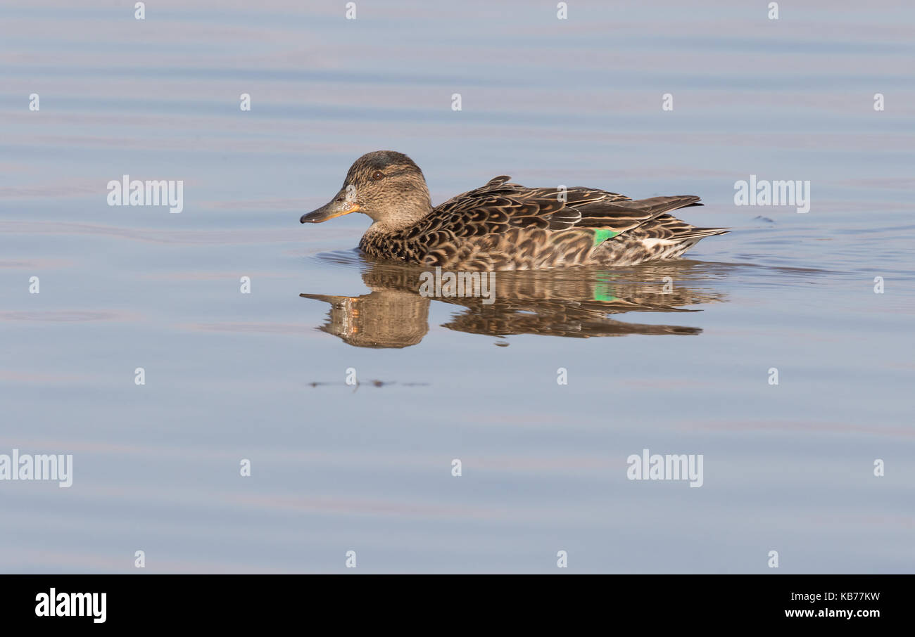 Common Teal (Anas crecca) female swimming on the water, The Netherlands ...