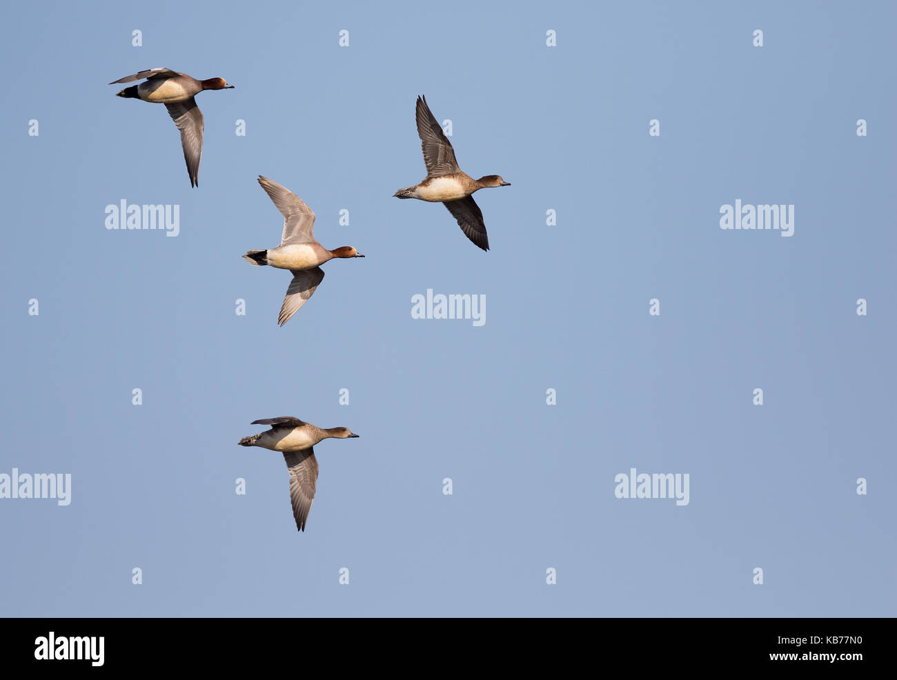 Eurasian Wigeon (Anas penelope) group in flight against the sky, The ...