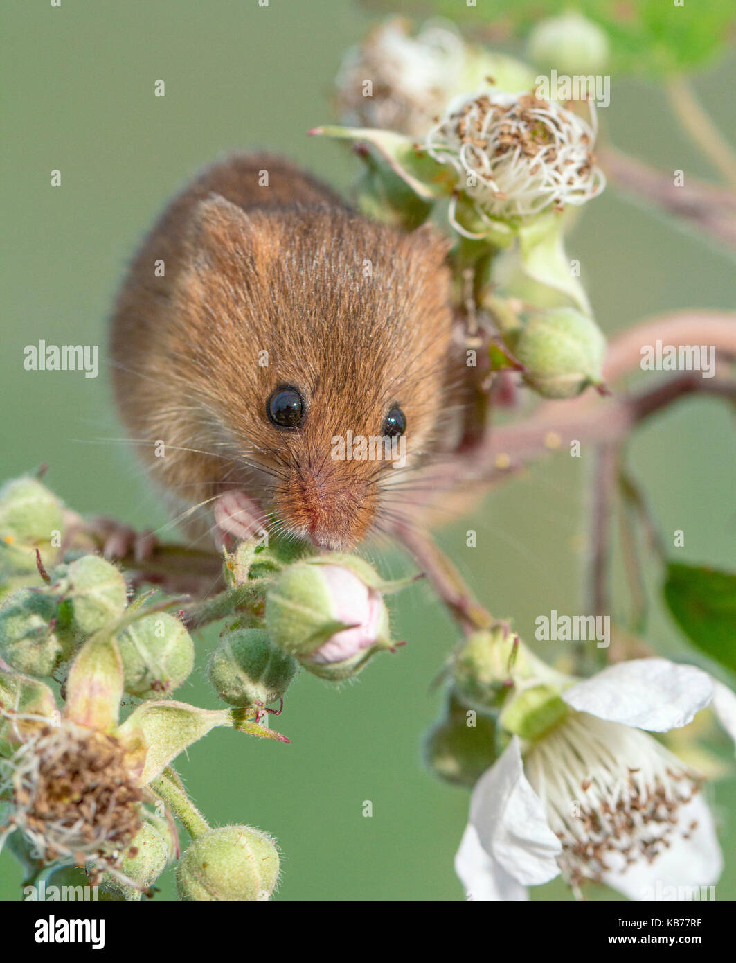 Harvest mouse (Micromys minutus) feeding on Bramble flowers, England ...