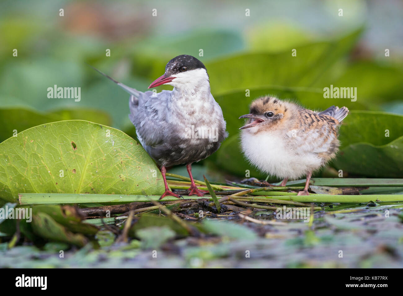 Adult Whiskered Tern (Chlidonias hybrida ) with chic on a nest of ...