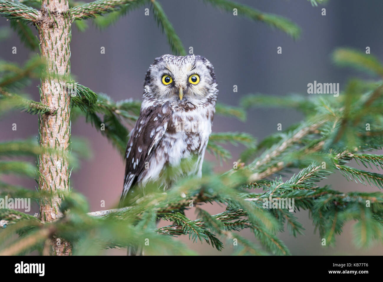 Close-up of a Boreal Owl (Aegolius funereus) perching in f a Fir Tree ...