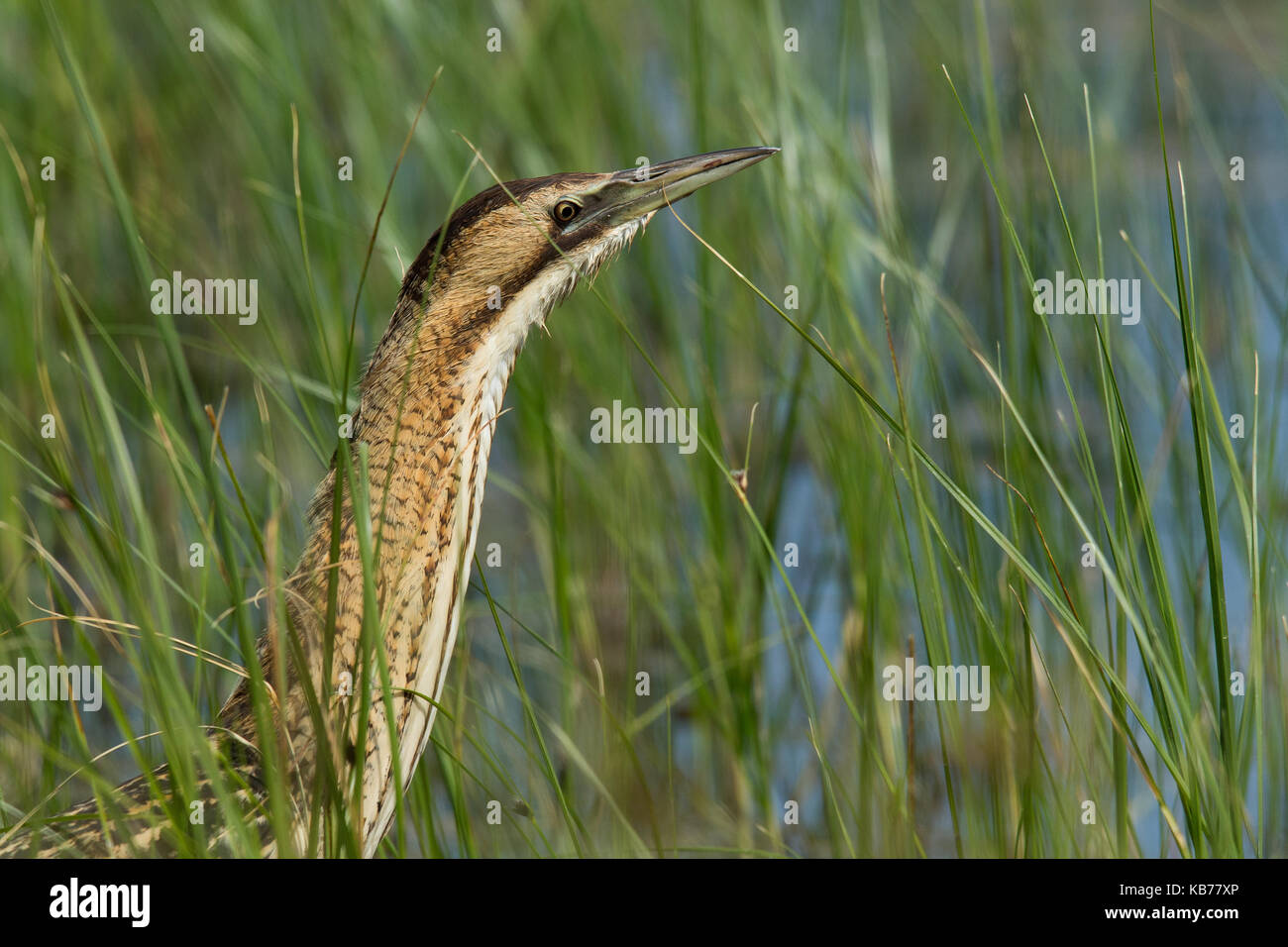 Great Bittern (Botaurus stellaris) portrait between the reeds, Greece ...