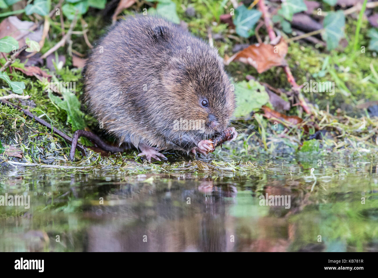 Eurasian Water Vole (Arvicola amphibius) feeding in a stream, England ...