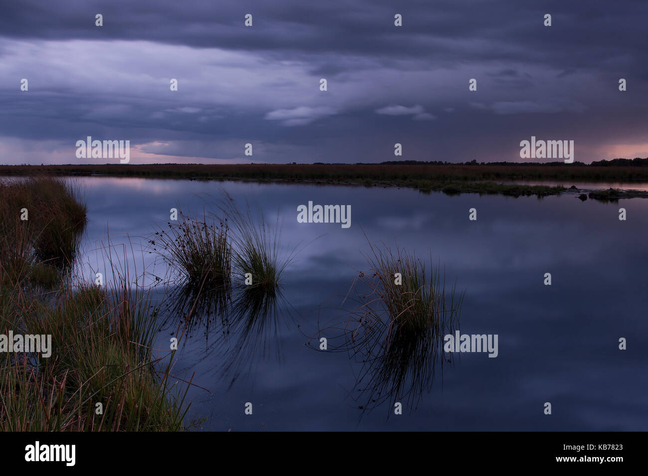 Evening at the peat moor (maurus gagatem) Engbertsdijksvenen, the ...