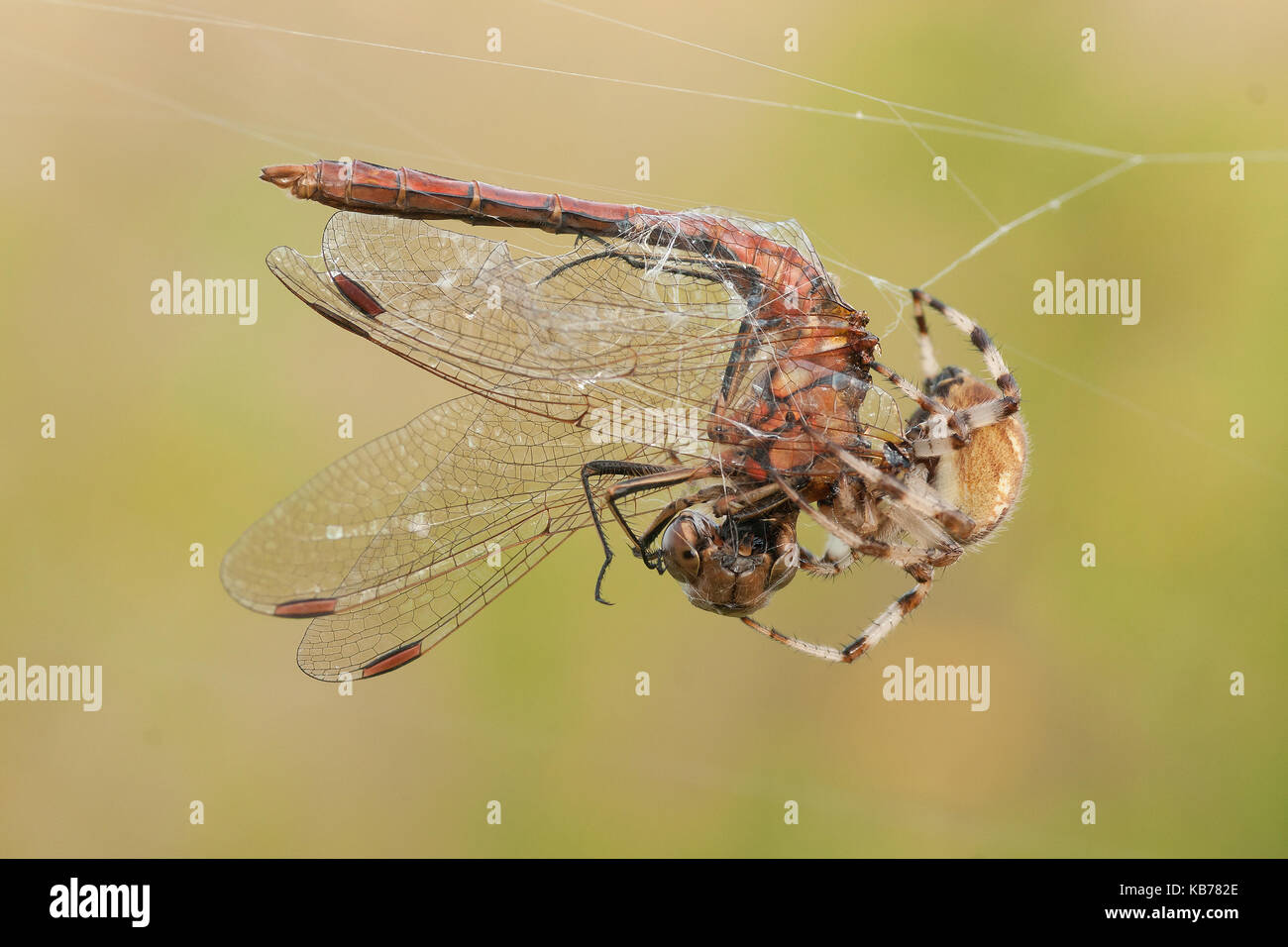 Sumpetrum vulgatum hi-res stock photography and images - Alamy