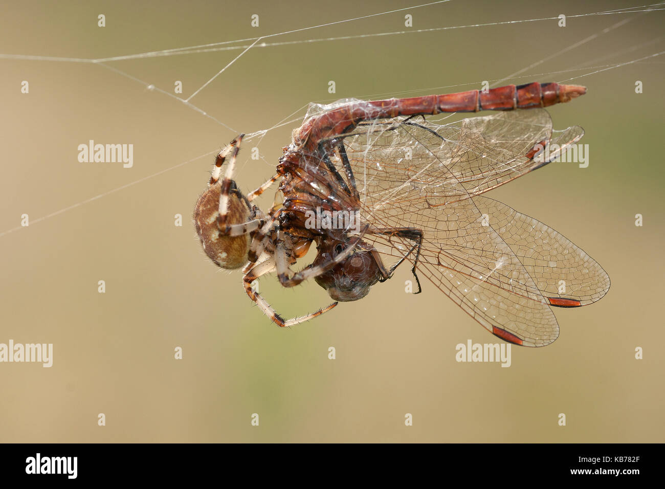 Sumpetrum vulgatum hi-res stock photography and images - Alamy