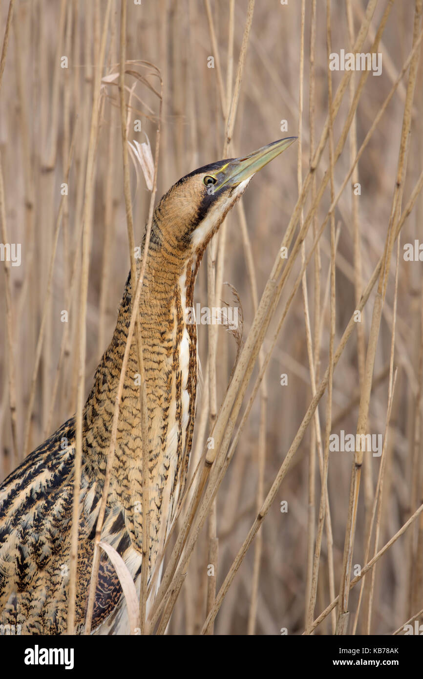 Great Bittern (Botaurus stellaris) standing between the reeds, The ...