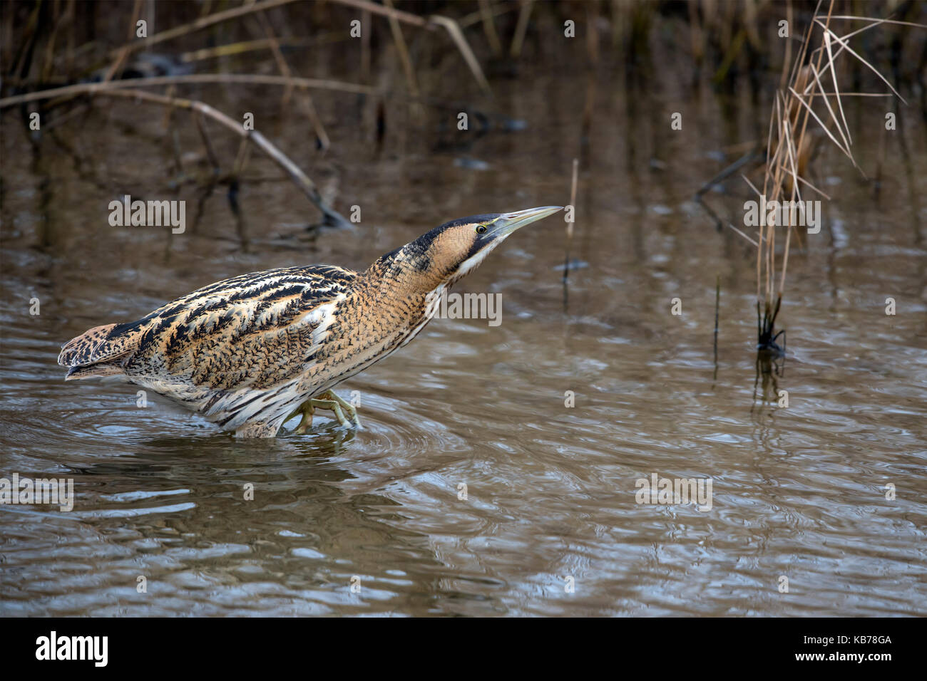 Great Bittern (Botaurus stellaris) wading through the water looking for ...
