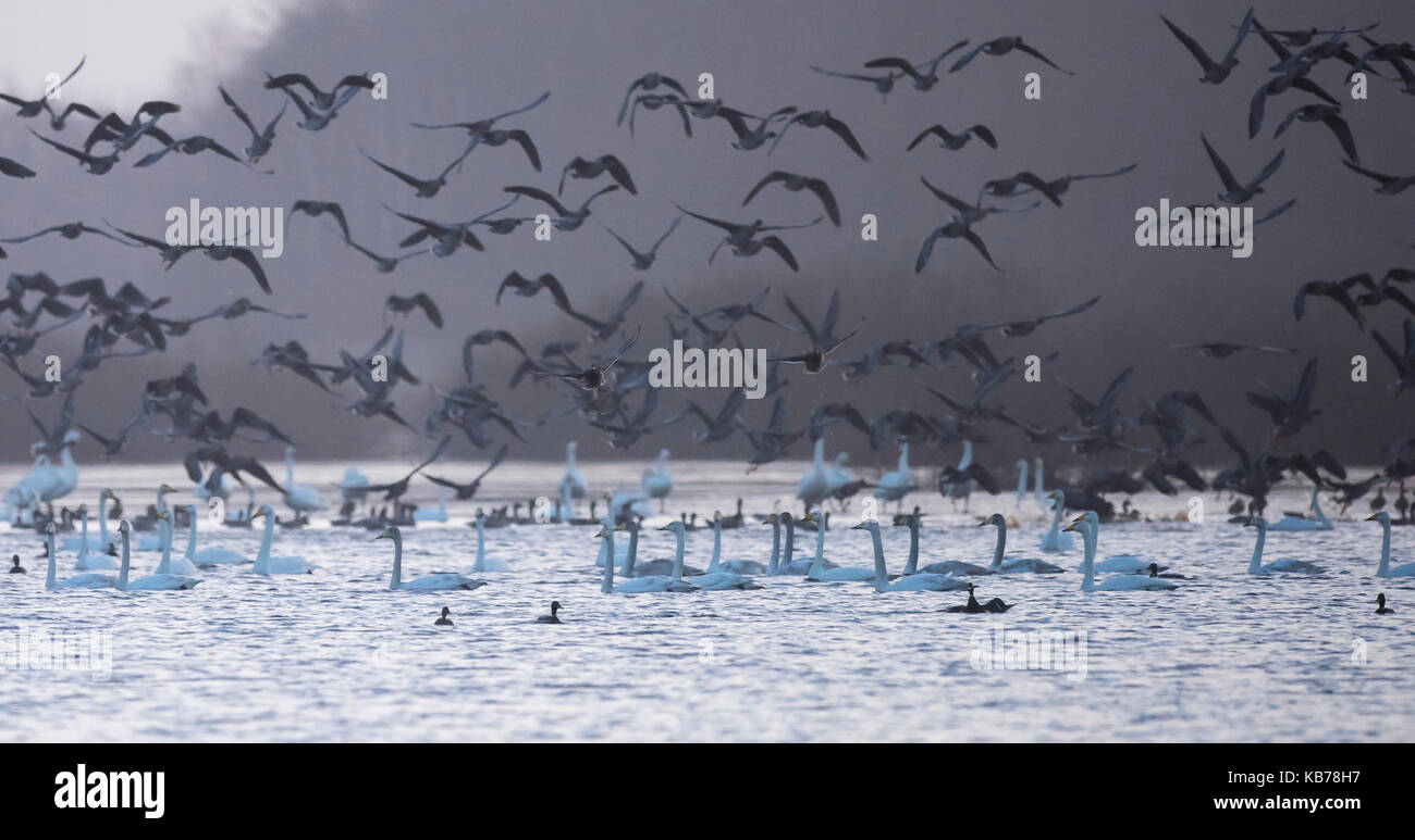 Whooper swan (Cygnus cygnus) group swimming in lake at dawn, with large ...