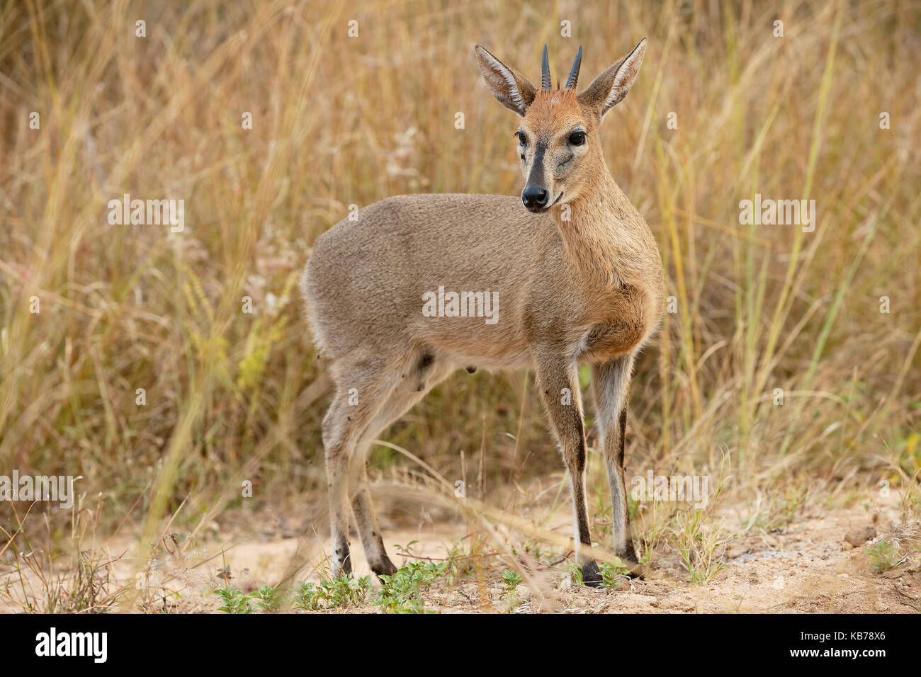 Common Duiker (Sylvicapra grimmia) male standing in grassland, South ...
