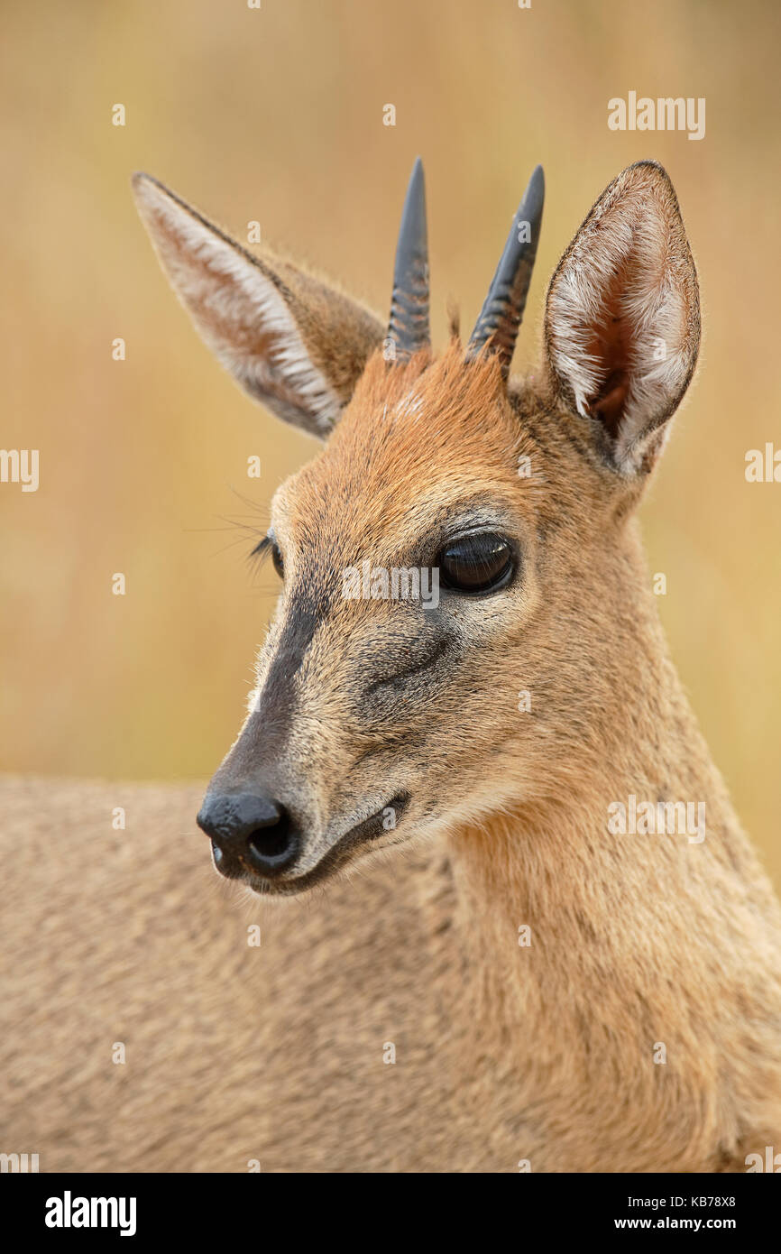 Common duiker hi-res stock photography and images - Alamy