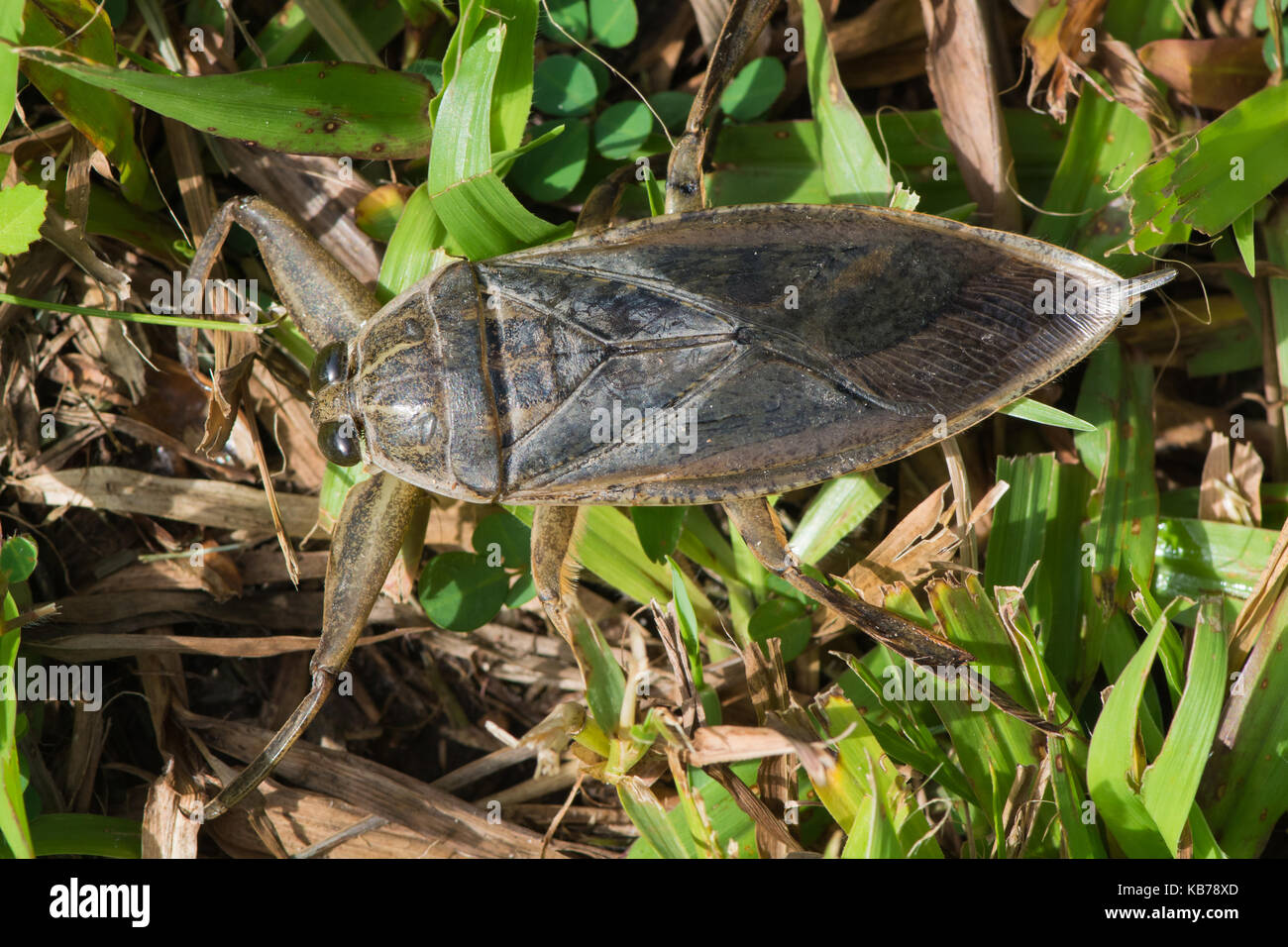 Lethocerus sp hi-res stock photography and images - Alamy