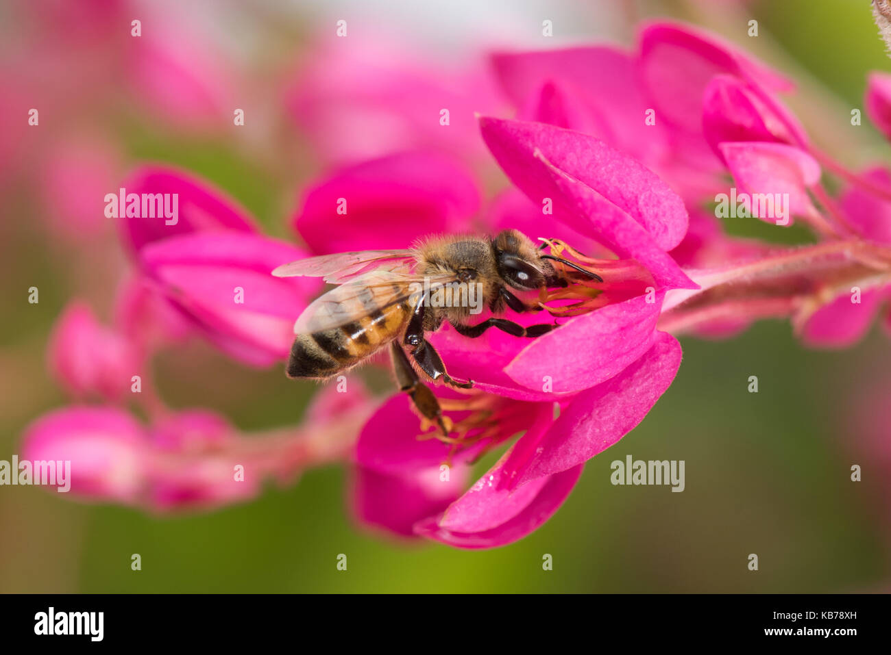 African Honey Bee (Apis mellifera scutellata) looking for nectar ...