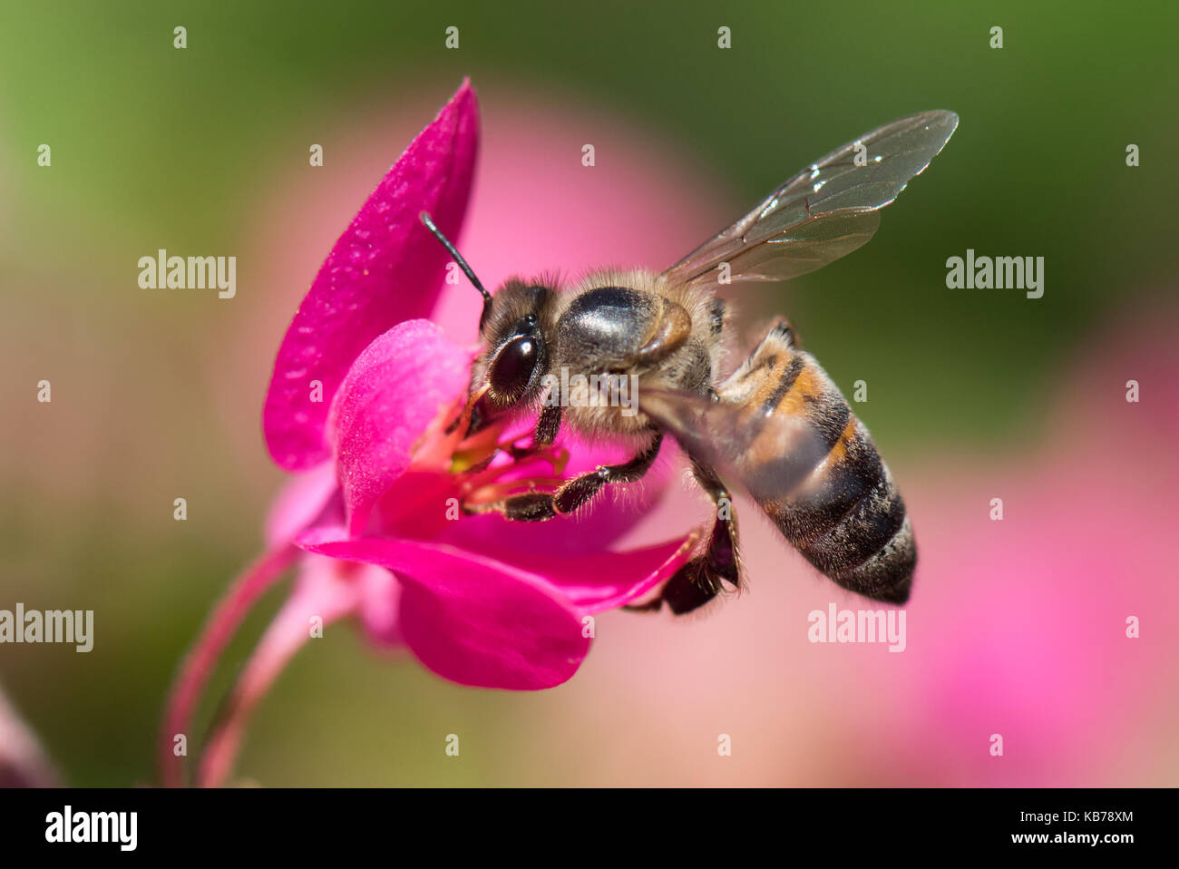 African Honey Bee (Apis mellifera scutellata) drinking nectar from a ...