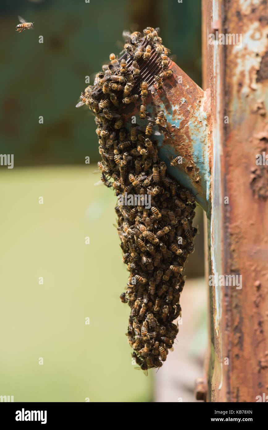 African Honey Bee (Apis mellifera scutellata) swarm congregating on and ...