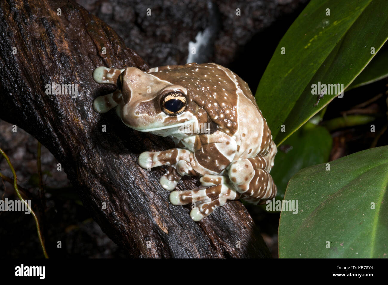 Brazil Frog Stock Photos & Brazil Frog Stock Images - Alamy