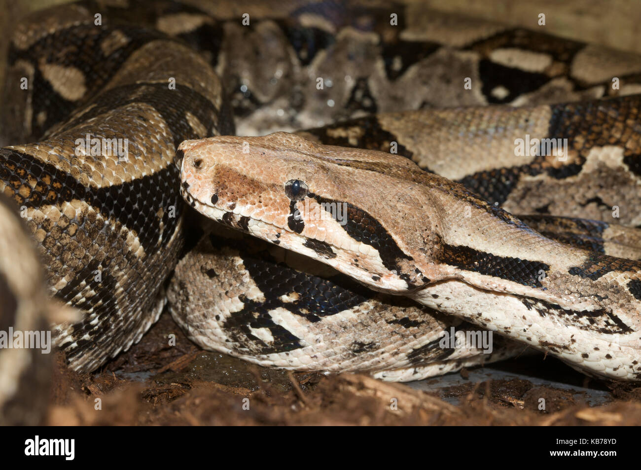 Boa Constrictor (Boa constrictor) adult female portrait, Brazil Stock ...