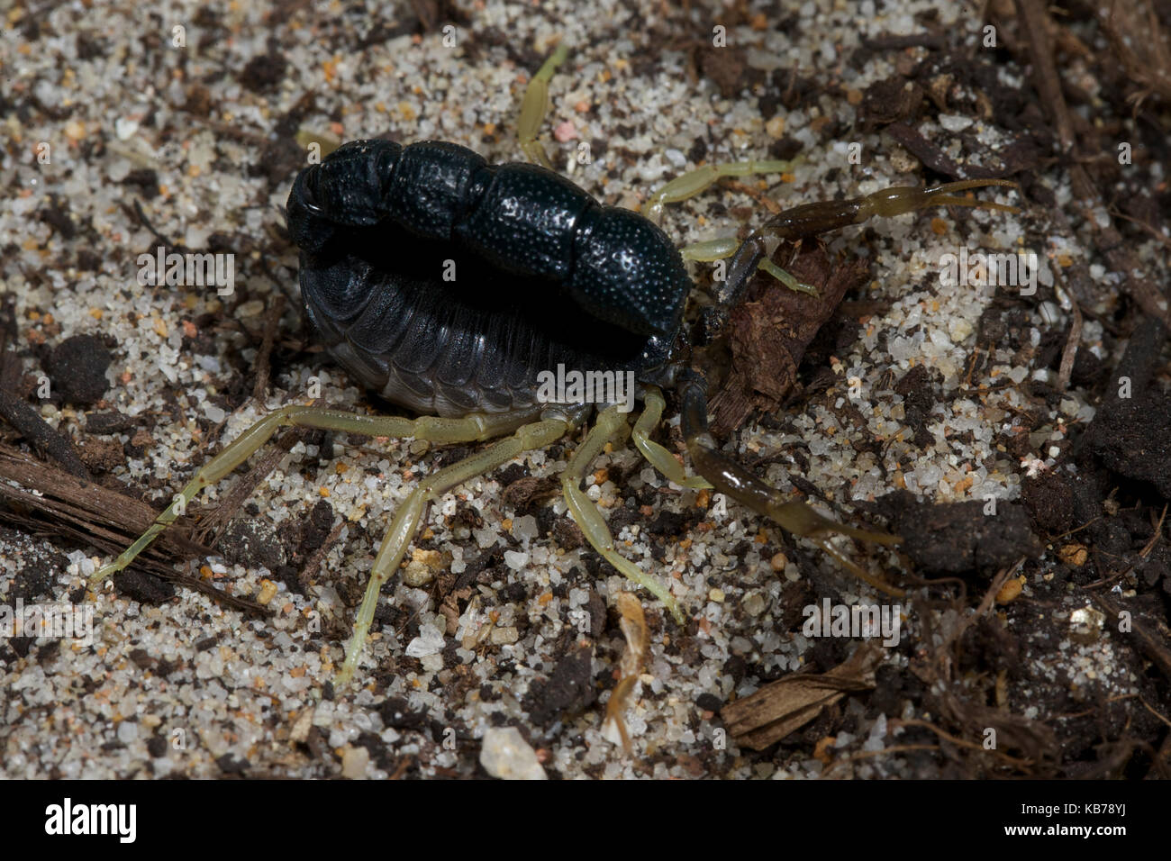 Scorpion (Orthochirus feti) in close up, Uzbekistan Stock Photo - Alamy